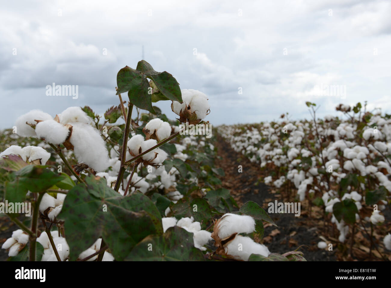 Cotton fields ready for picking in rural Texas, USA. Expansive ...
