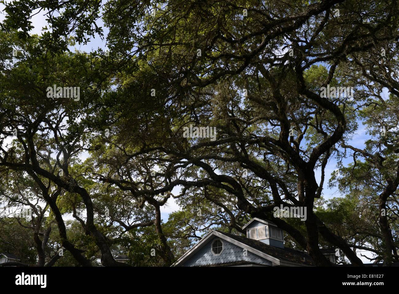 Leaning Oak tree tops in Fulton Beach, Texas USA with cottage Stock ...