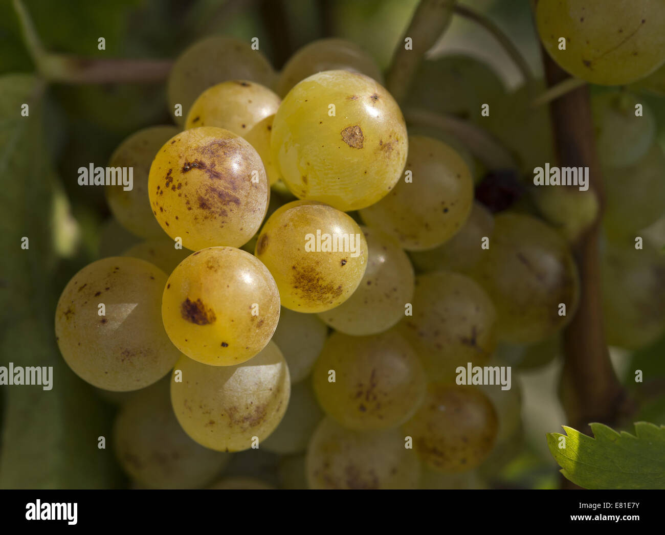 Moscato grapes hi-res stock photography and images - Alamy