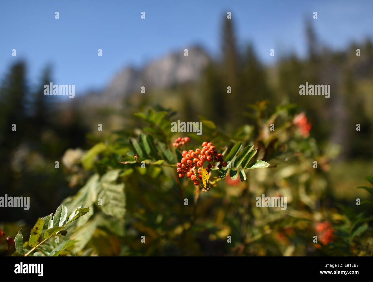 Ash fall hi-res stock photography and images - Alamy