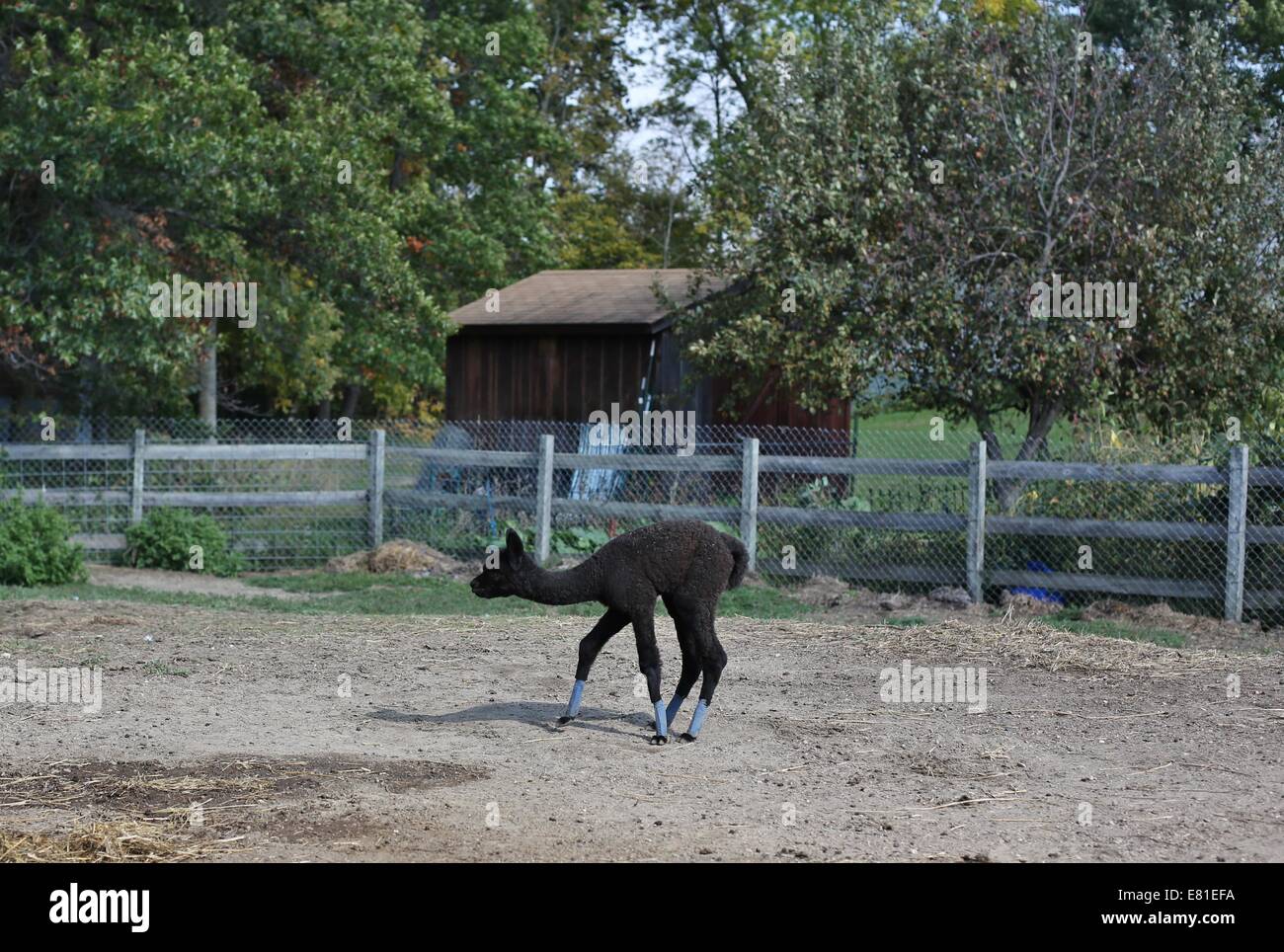 A baby alpaca, walking with bandaged legs Stock Photo - Alamy