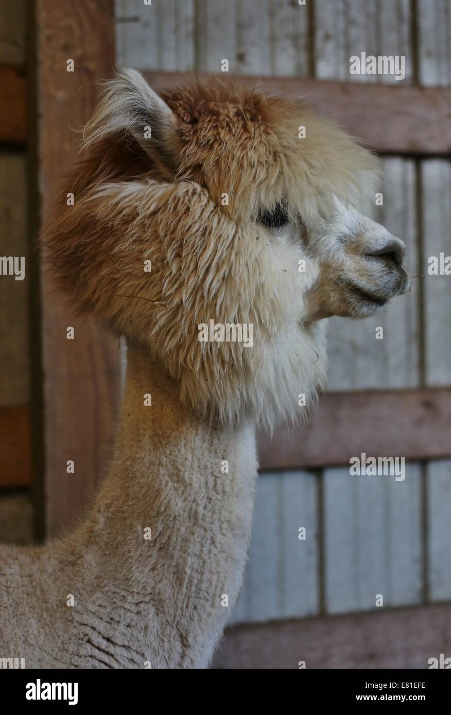 A close up profile of an alpaca Stock Photo - Alamy