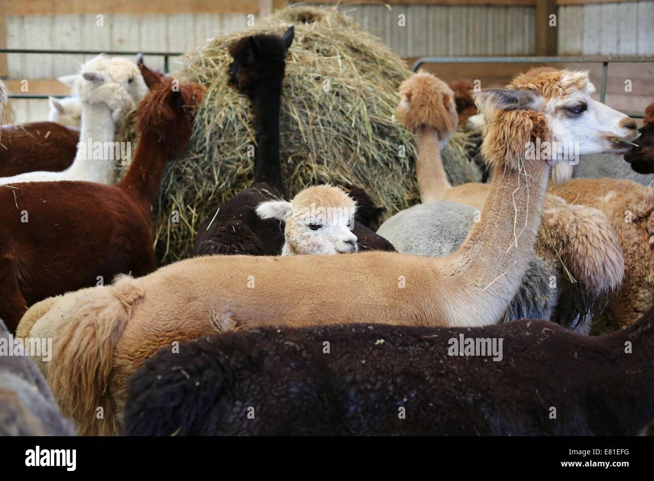 Group alpacas eating hay hi-res stock photography and images - Alamy