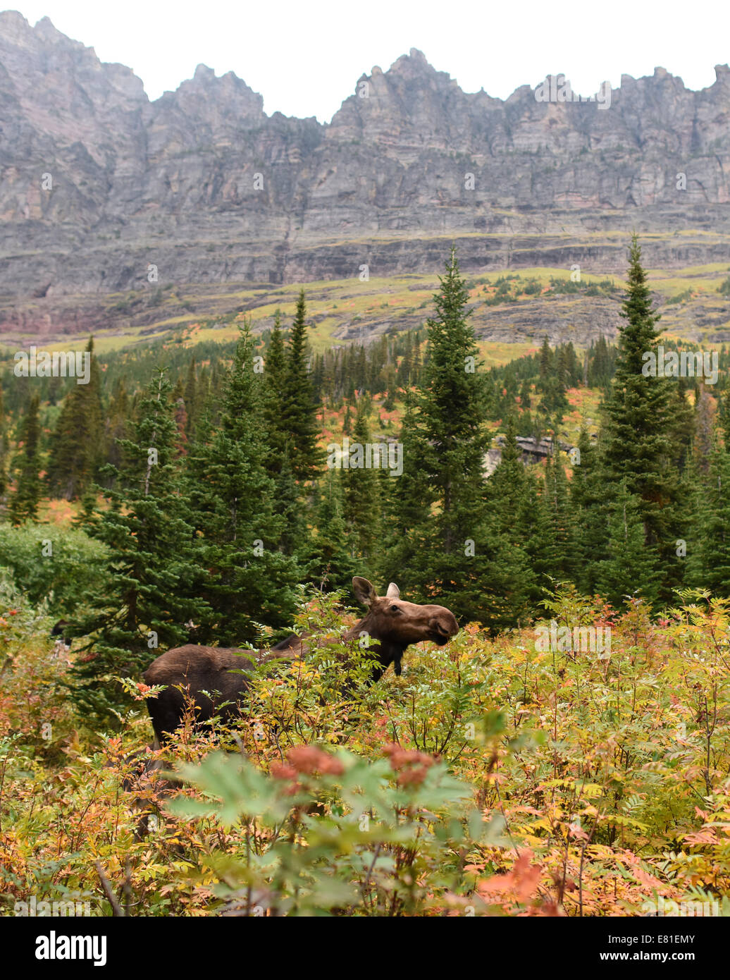 Moose and Autumn Colors at Upper Two Medicine Lake in Glacier National ...
