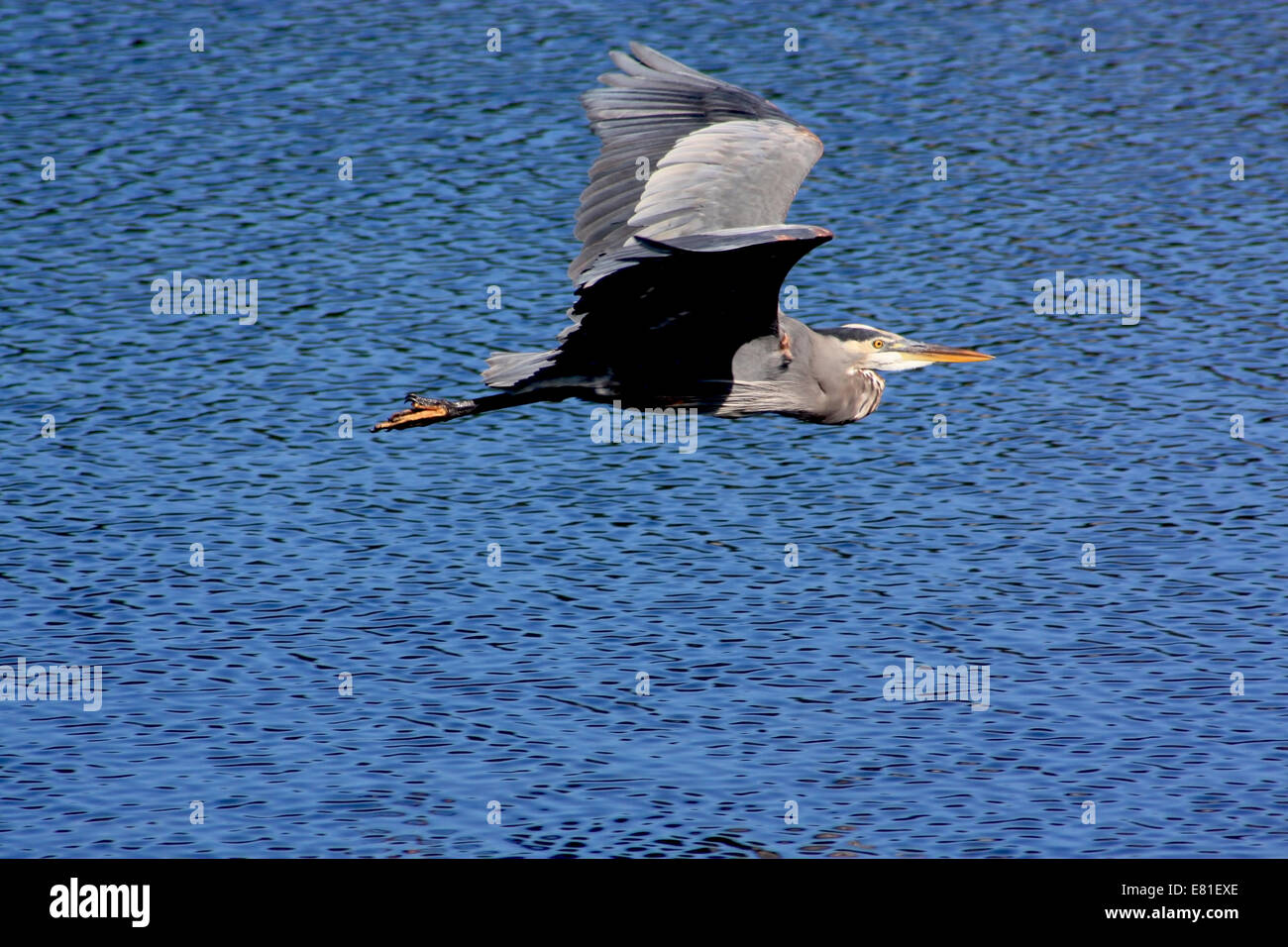 Great Blue Heron in Flight Stock Photo - Alamy