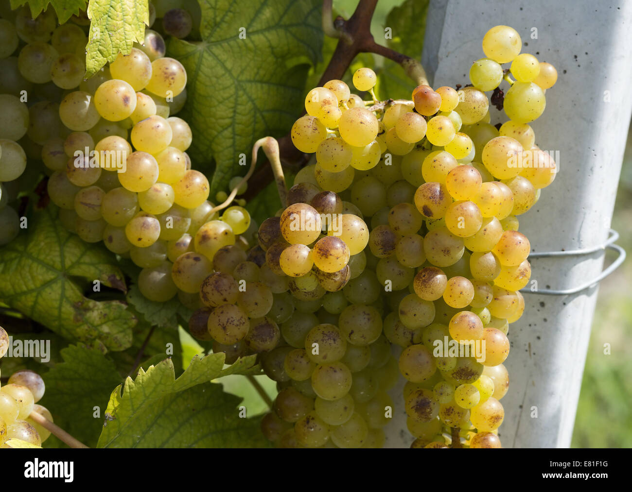 Moscato grapes hi-res stock photography and images - Alamy