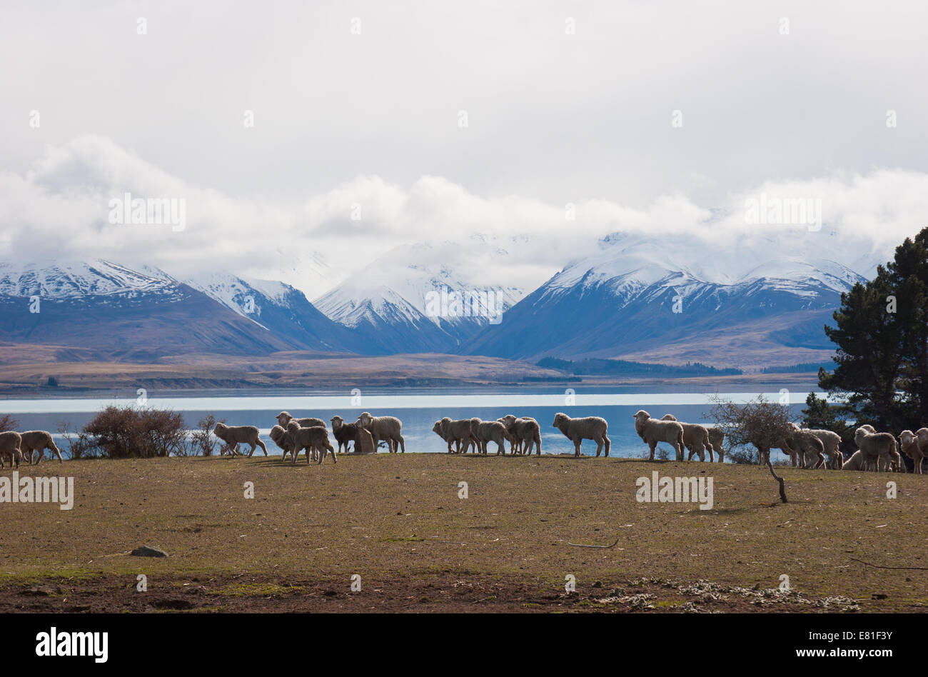 Alpine Landscape, South Island, New Zealand Stock Photo - Alamy