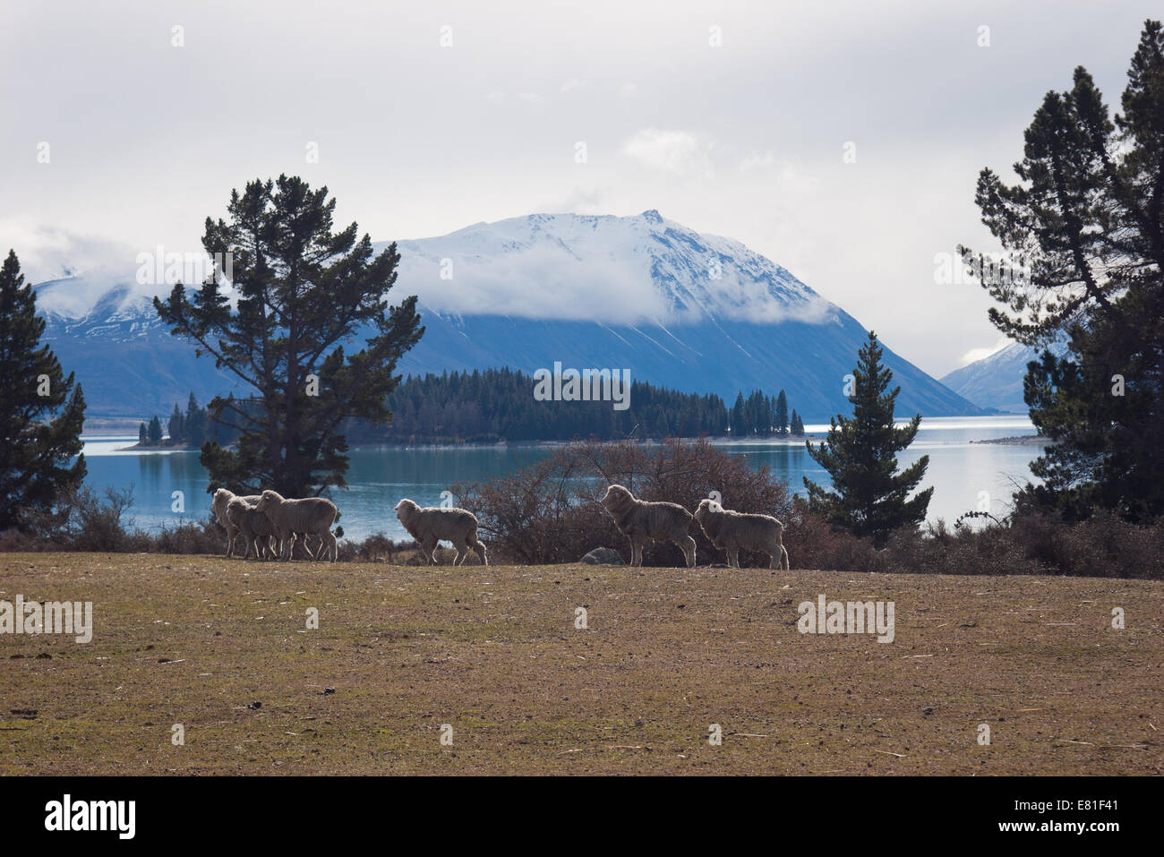 Alpine Landscape, South Island, New Zealand Stock Photo - Alamy