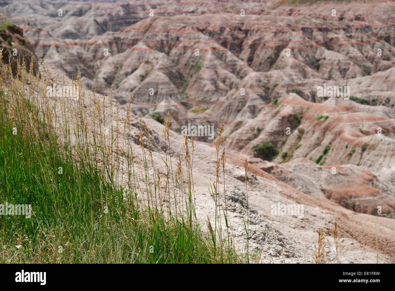 Contrast of green grass and harsh rugged landscape in Badlands national ...