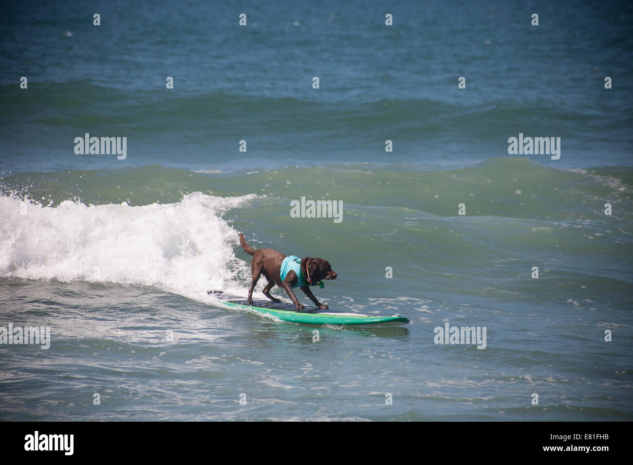Huntington Beach, CA, USA. 28th September, 2014. A Labrador Retriever ...