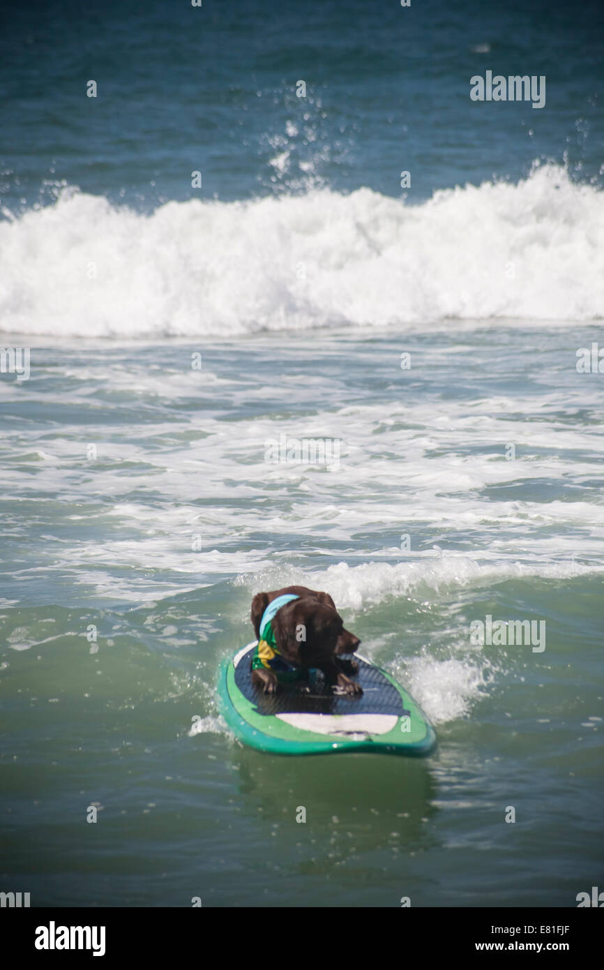 Huntington Beach, CA, USA. 28th September, 2014. A Labrador Retriever ...