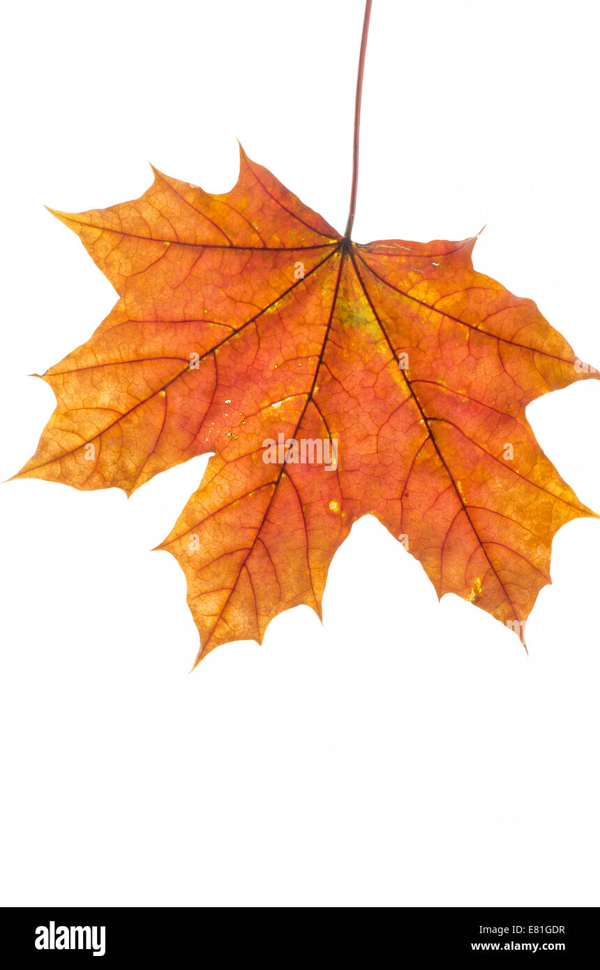 autumn maple leaf isolated on white background Stock Photo - Alamy