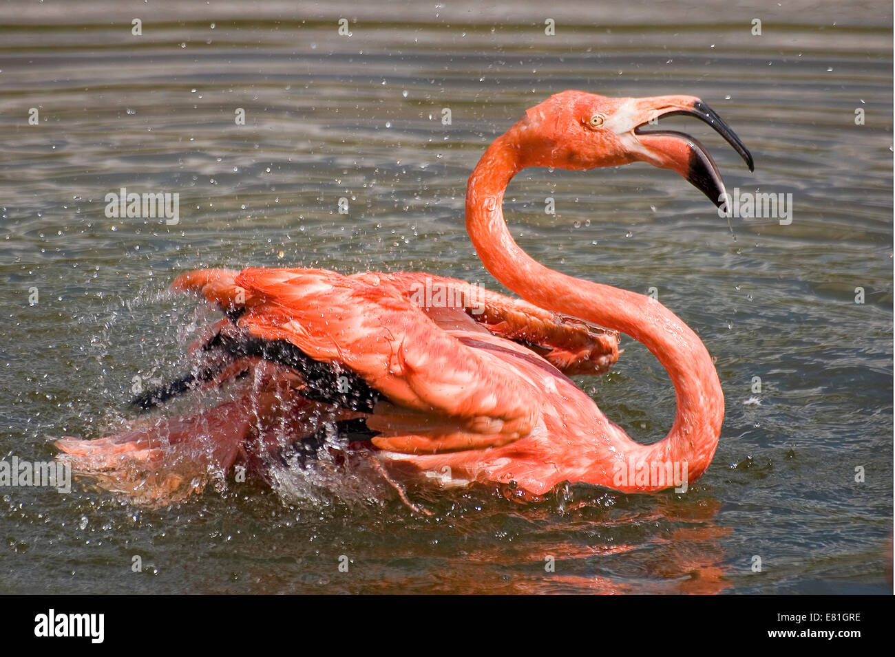 rose flamingo in Moscow ZOO Stock Photo - Alamy