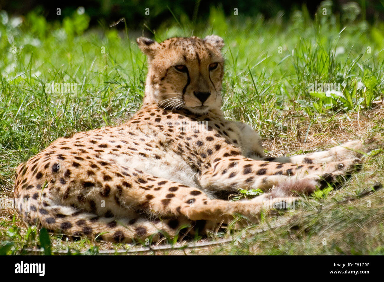Guepard hi-res stock photography and images - Alamy