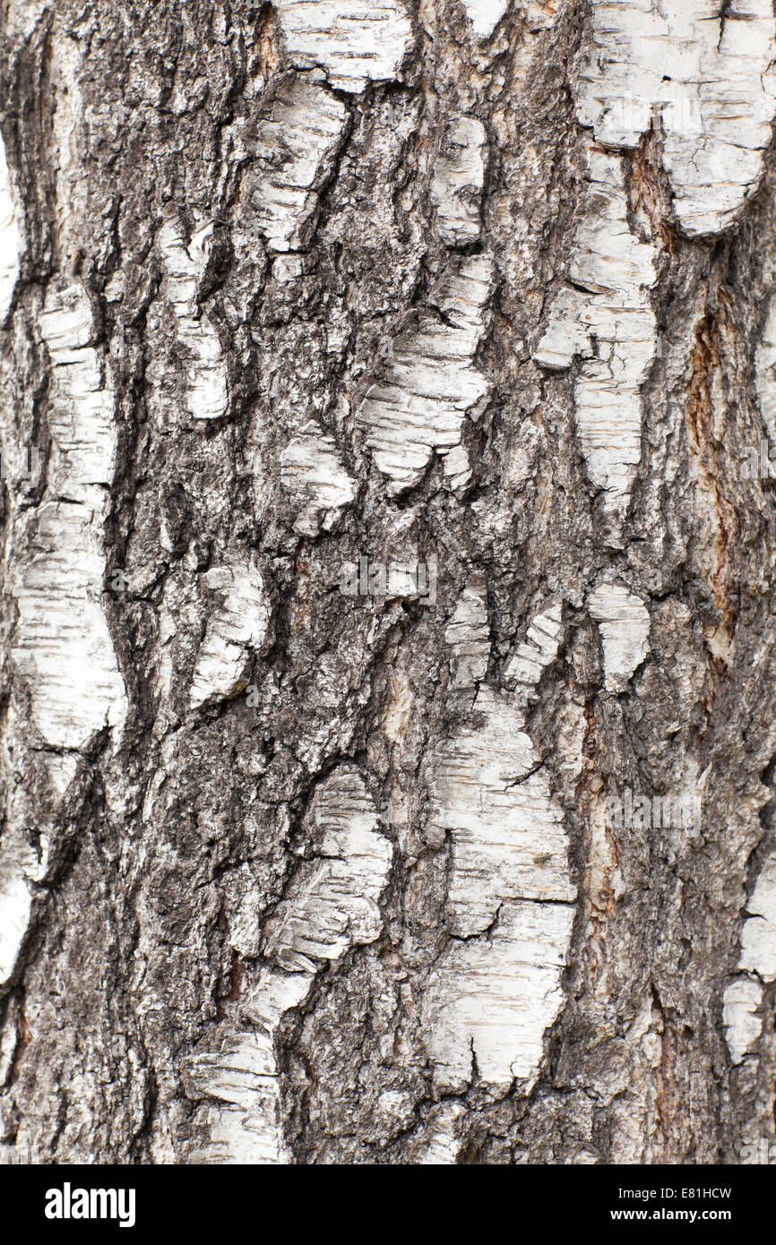 bark texture close up Stock Photo - Alamy