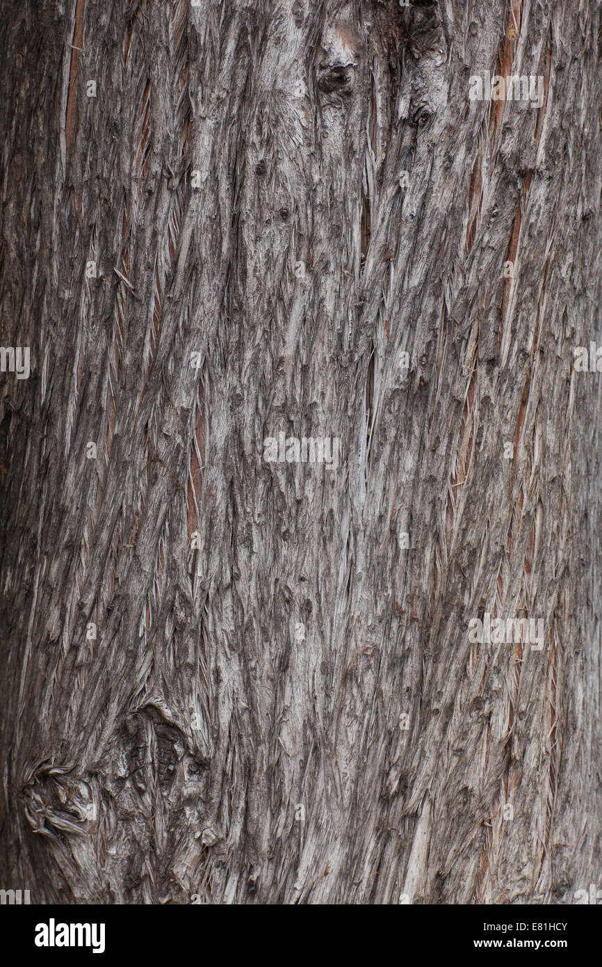 bark texture close up Stock Photo - Alamy