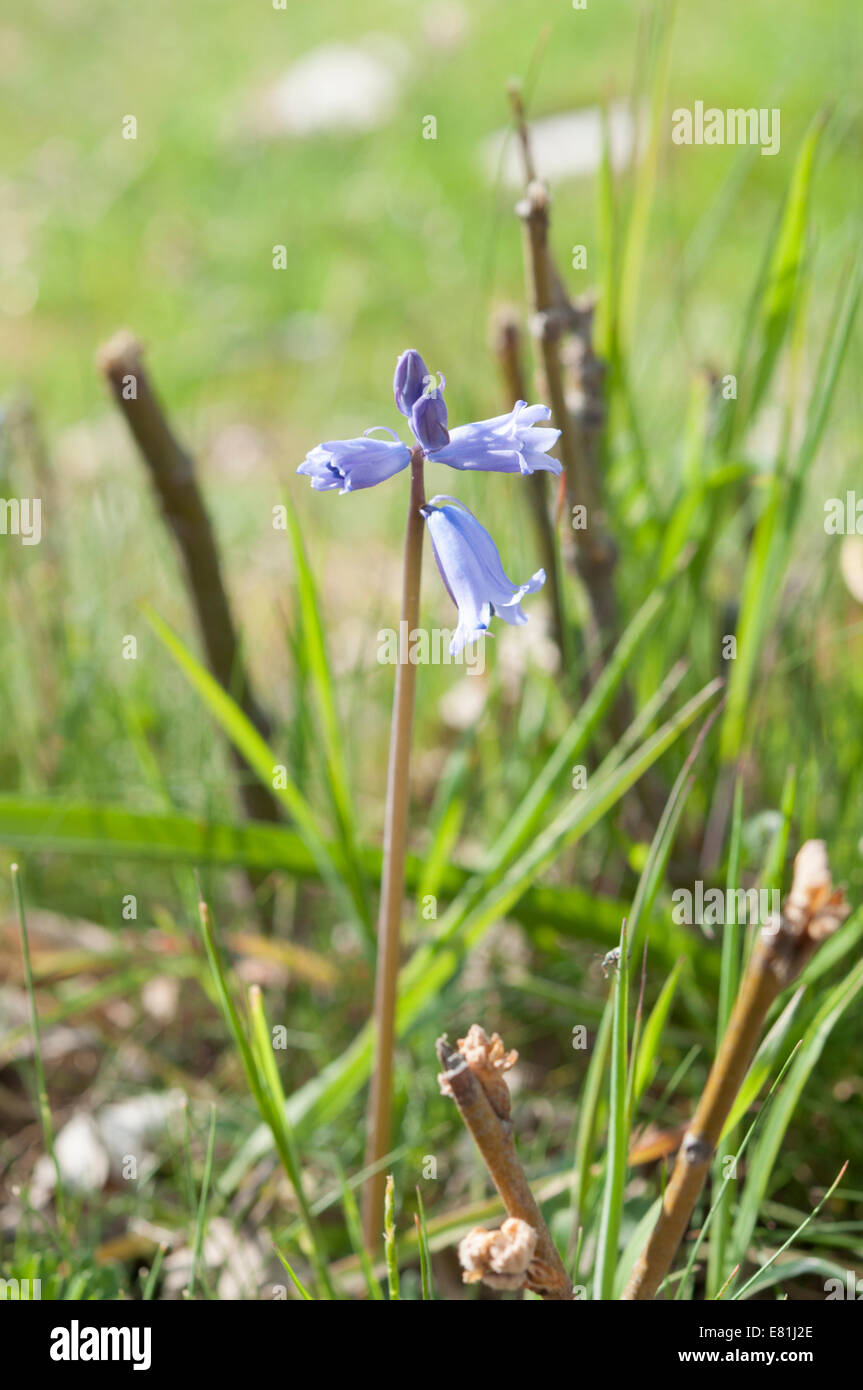 Flowers of Spanish bluebell, Hyacinthoides hispanica. It is a spring ...