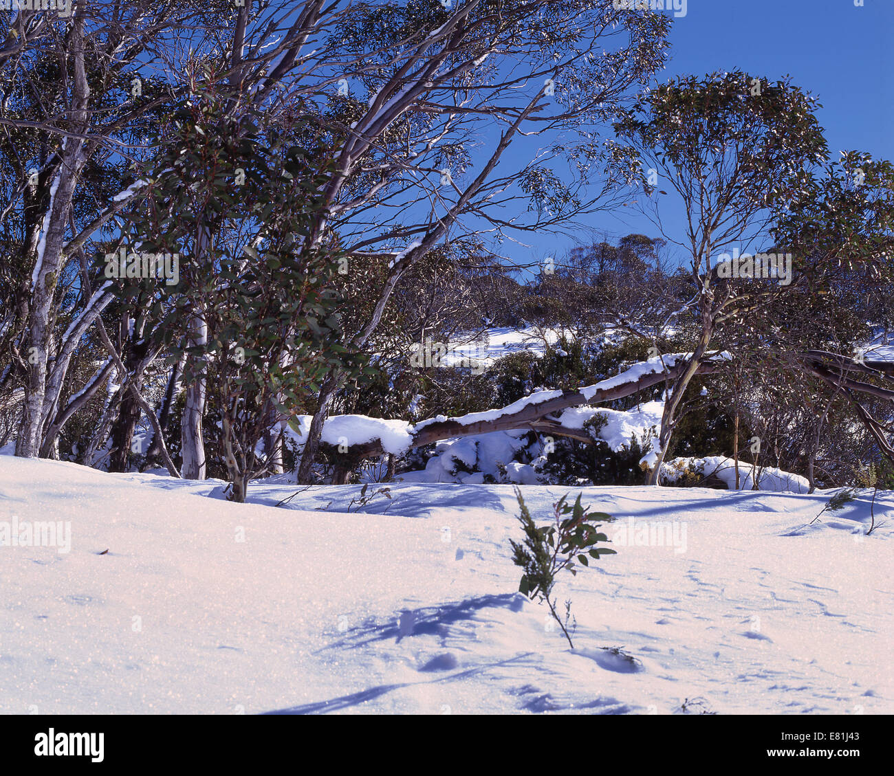 Australia: Snowy Mountains, NSW Stock Photo - Alamy