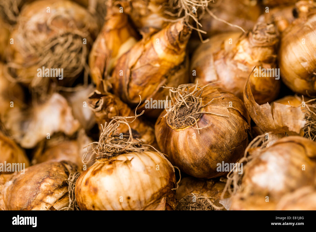 Tulip bulbs in wooden boxes in garden center Stock Photo - Alamy