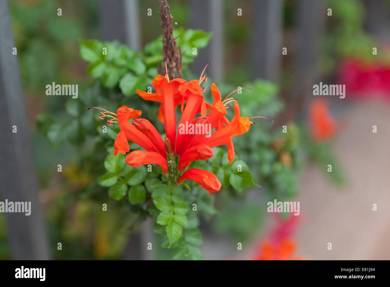 European flower vine hi-res stock photography and images - Alamy