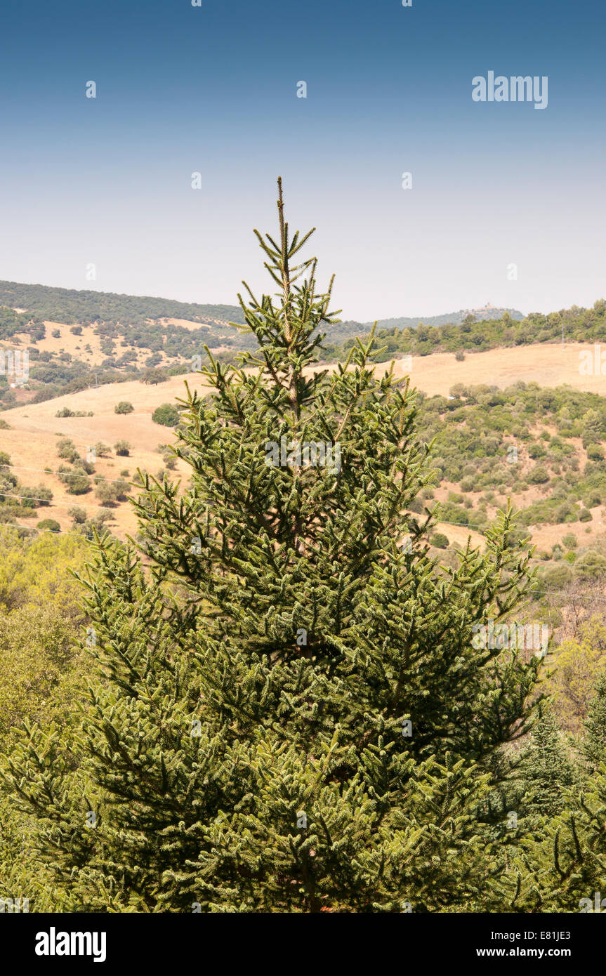 Leaves and branches of Spanish fir, Abies pinsapo. This species is ...