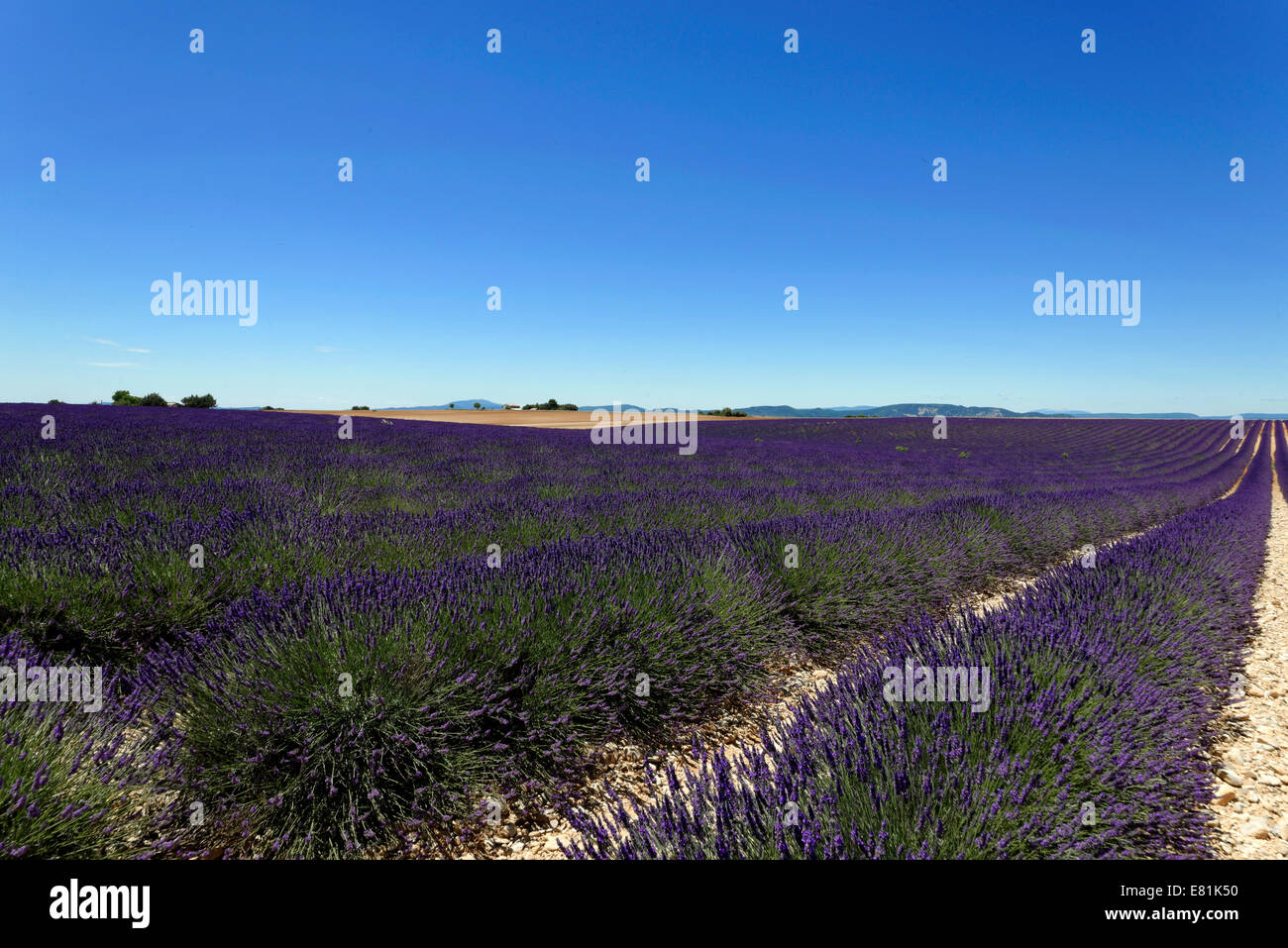 Field of lavender (Lavandula angustifolia), Valensole, Alpes-de-Haute ...