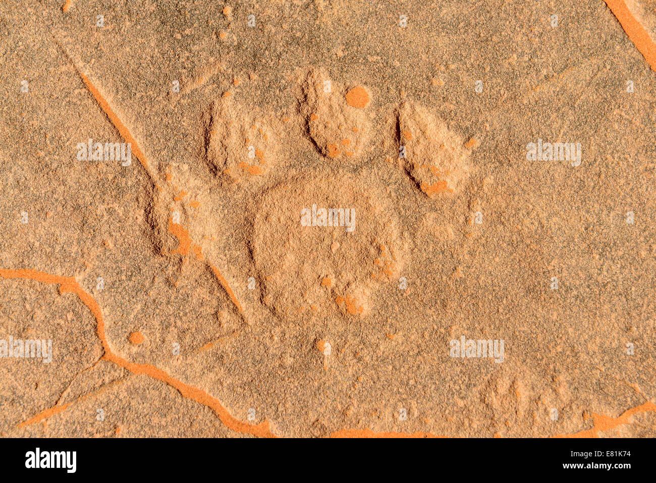 Rock engraving of a lion track, neolithic rock art, Tadrart region ...