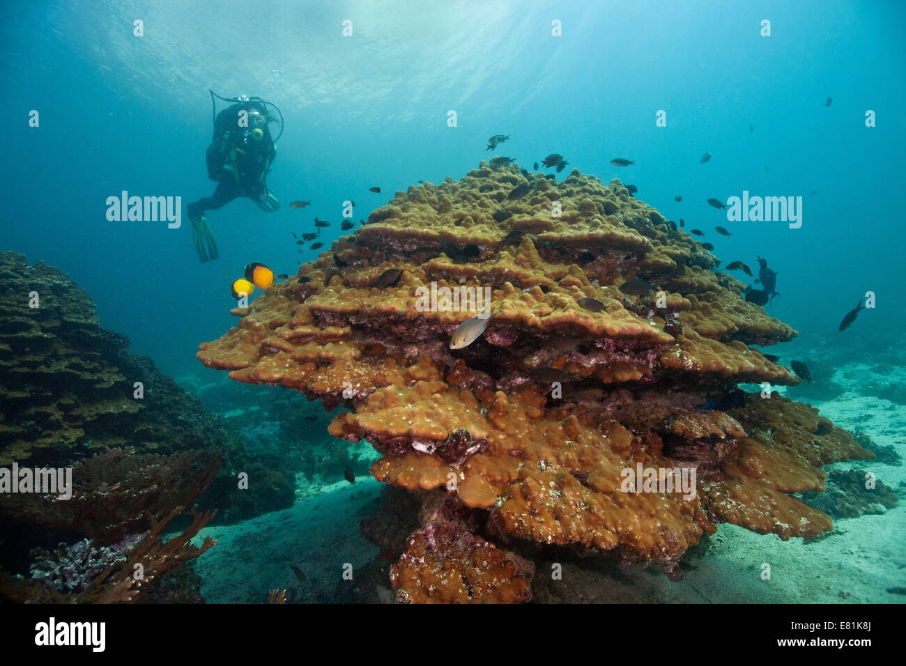 Scuba diver with coral, near Fahal, Oman Stock Photo - Alamy