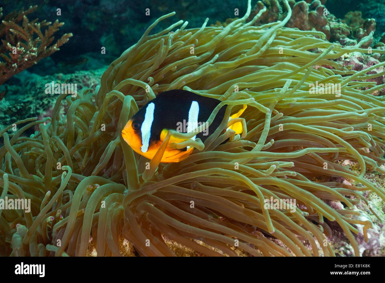 Clark's Anemonefish or Yellowtail Clownfish (Amphiprion clarkii), near ...