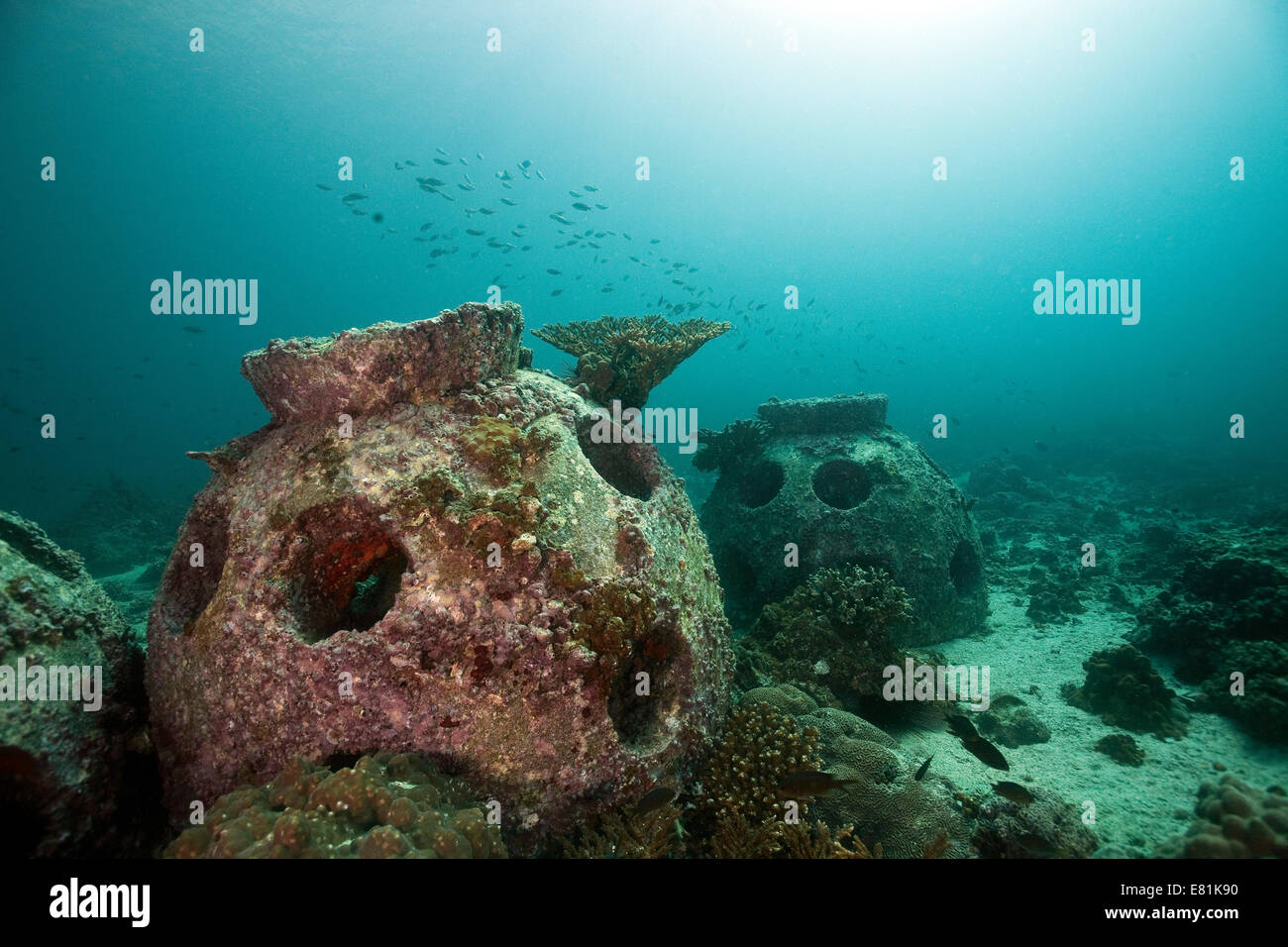 Coral breeding cone, near Fahal, Oman Stock Photo - Alamy