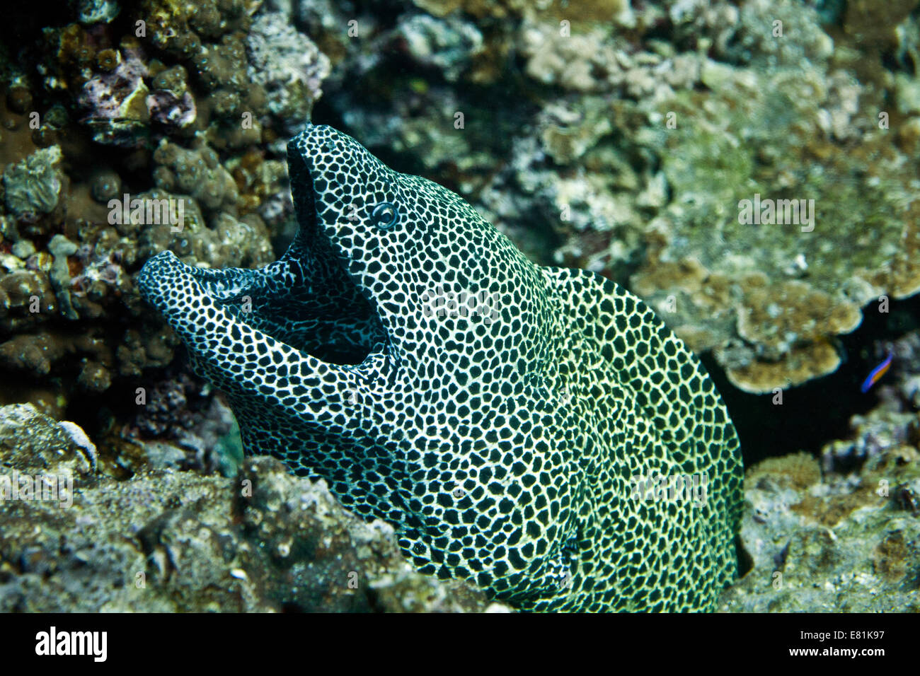 Laced Moray (Gymnothorax favagineus), Gulf of Oman, Oman Stock Photo ...