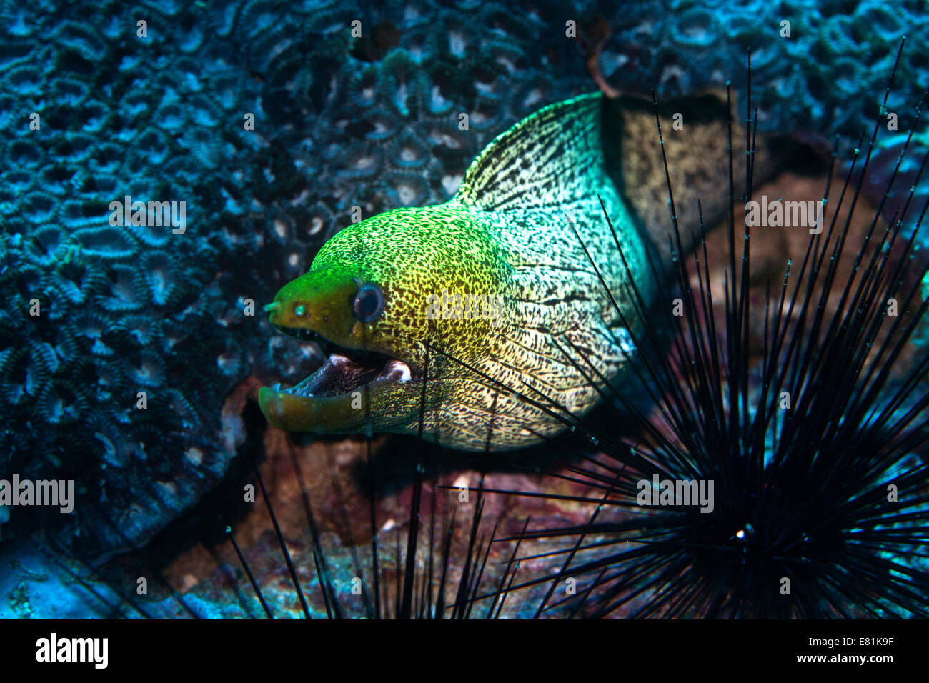 Undulated Moray (Gymnothorax undulatus), Gulf of Oman, Oman Stock Photo ...