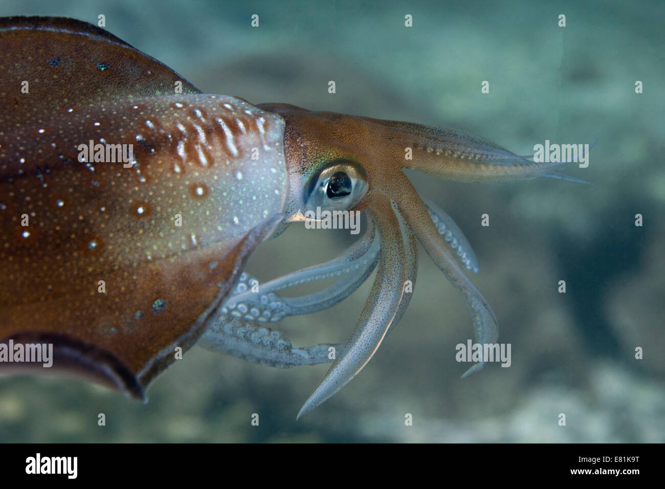 Bigfin Reef Squid (Sepioteuthis lessoniana), Gulf of Oman, Oman Stock ...