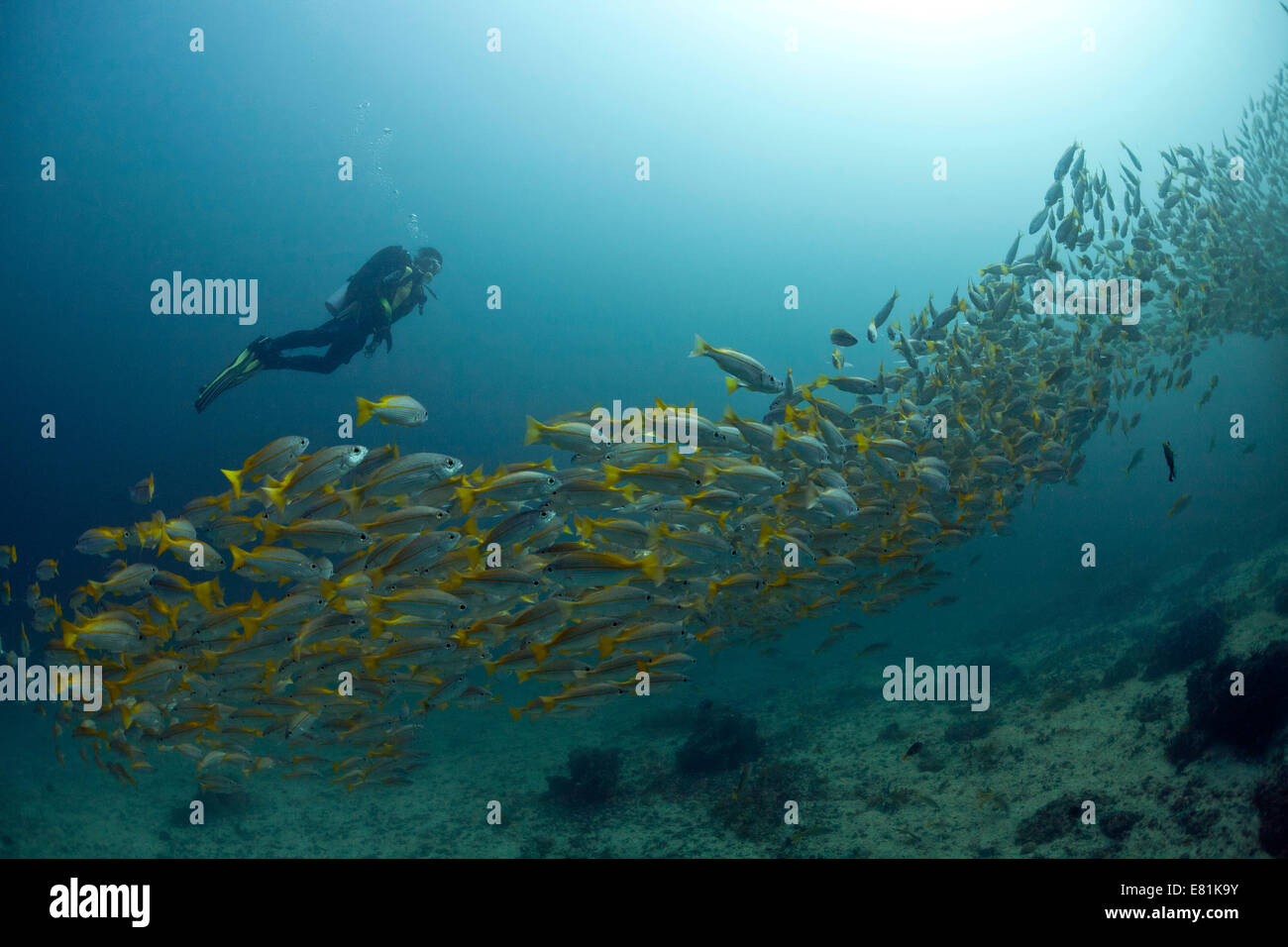Yellowtail Snapper School