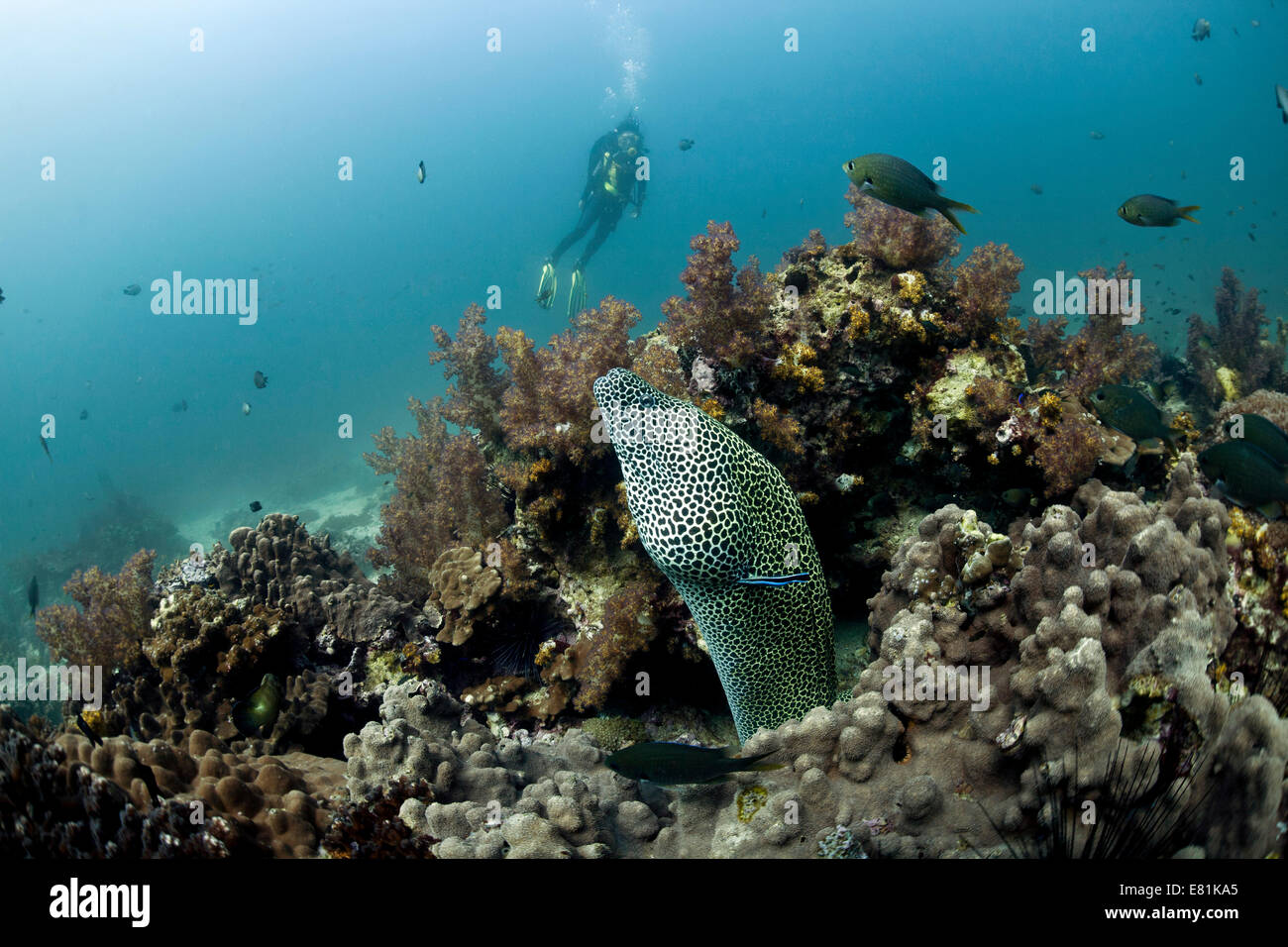 Scuba diver with a Laced Moray (Gymnothorax favagineus), Gulf of Oman ...