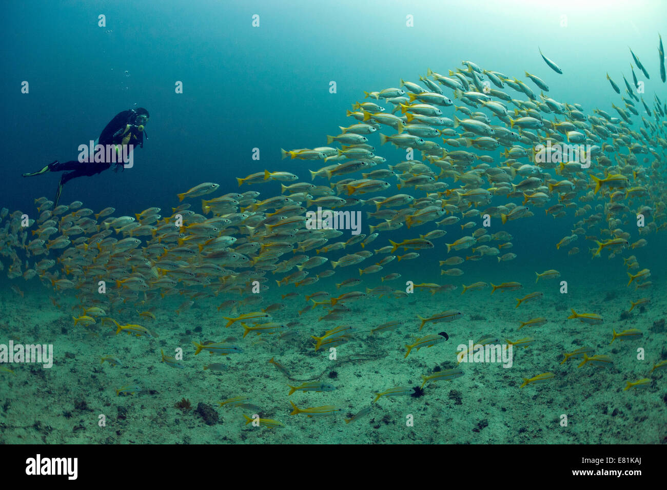 Yellowtail Snapper School