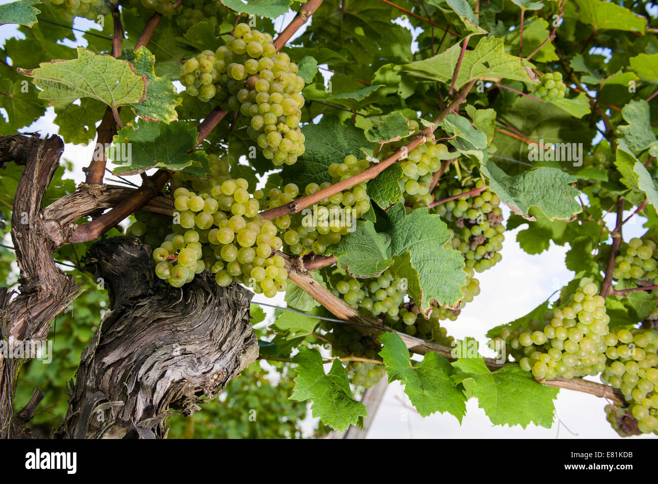 A bunch of Silvaner grapes, Würzburg, Bavaria, Germany Stock Photo - Alamy