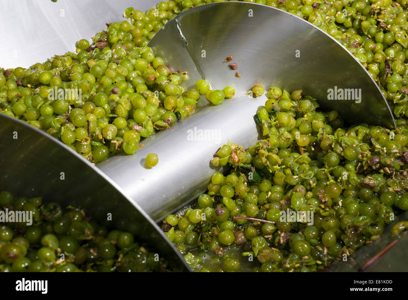 Silvaner grapes before being squeezed in the Juliusspital Würzburg ...