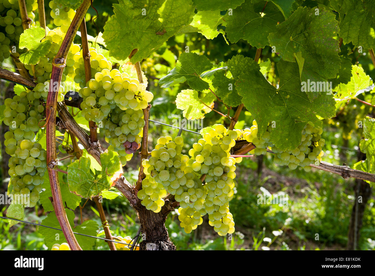 Silvaner grapes growing in the vineyard, Juliusspital Würzburg winery ...
