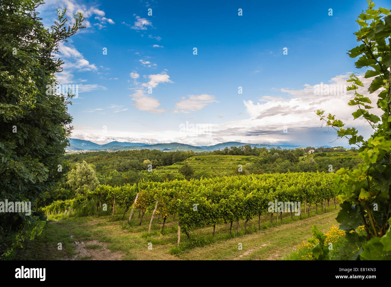 grapevine cultivation in the italian countryside in a stormy summer day ...