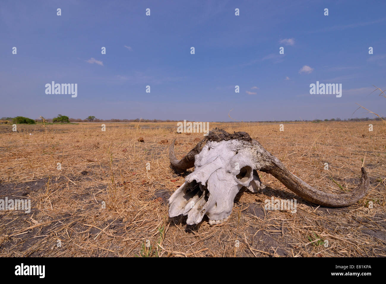 Dead buffalo head hi-res stock photography and images - Alamy