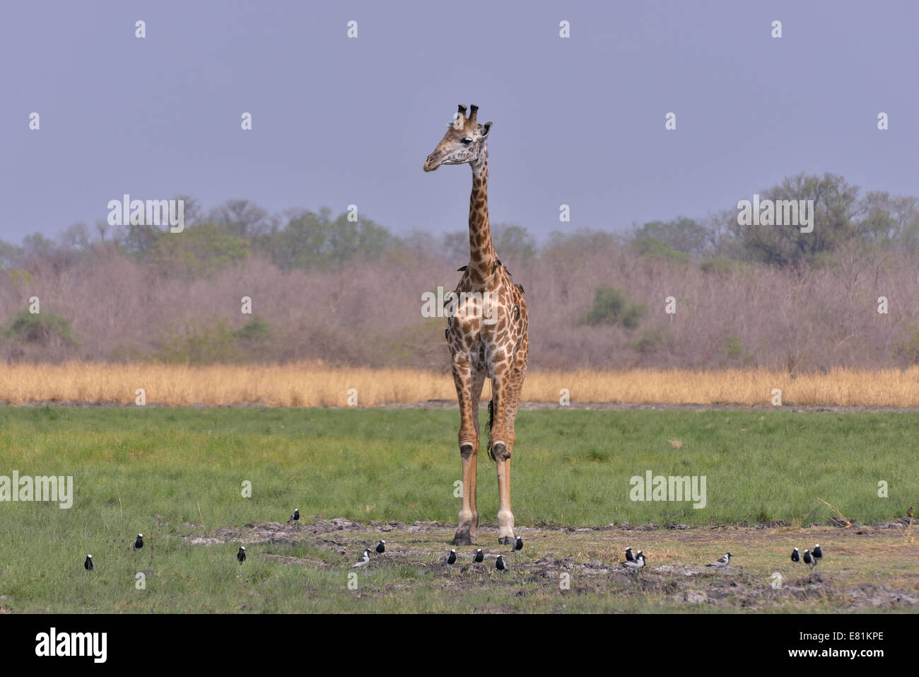 Rhodesian giraffe (Giraffa camelopardalis thornicrofti), South Luangwa ...
