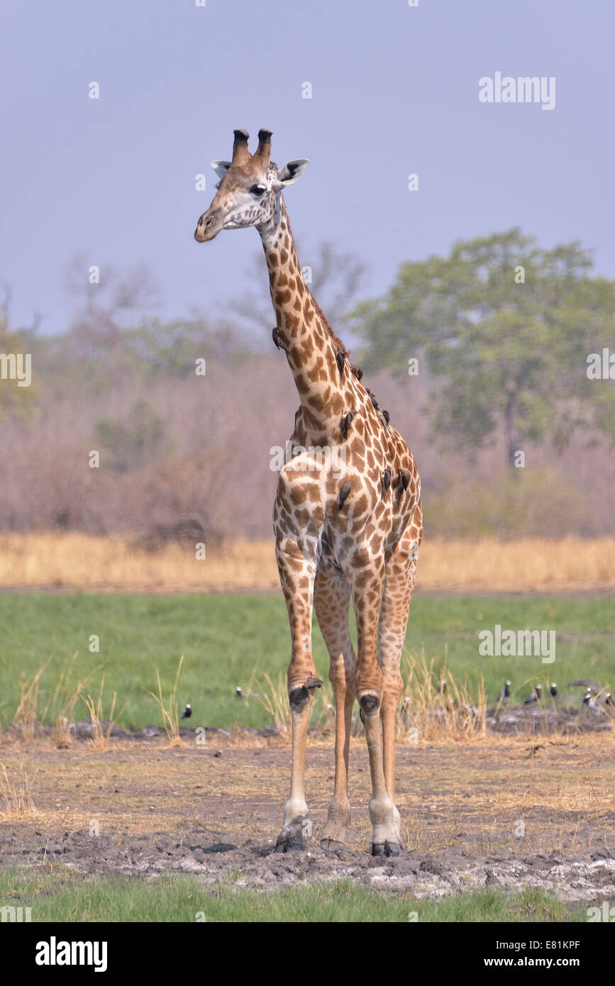 Rhodesian giraffe (Giraffa camelopardalis thornicrofti), South Luangwa ...