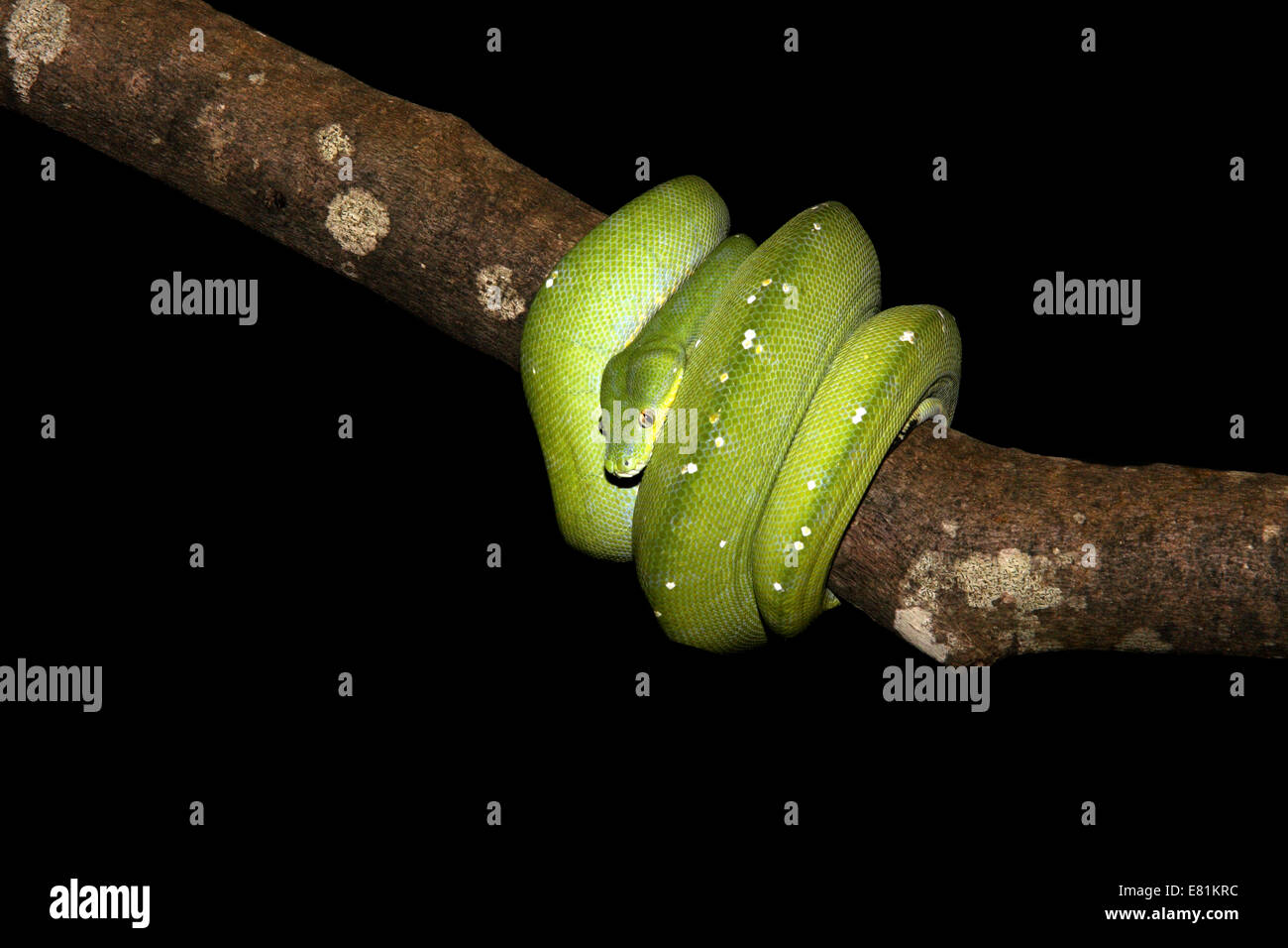 Green Tree Python (Morelia viridis Stock Photo - Alamy