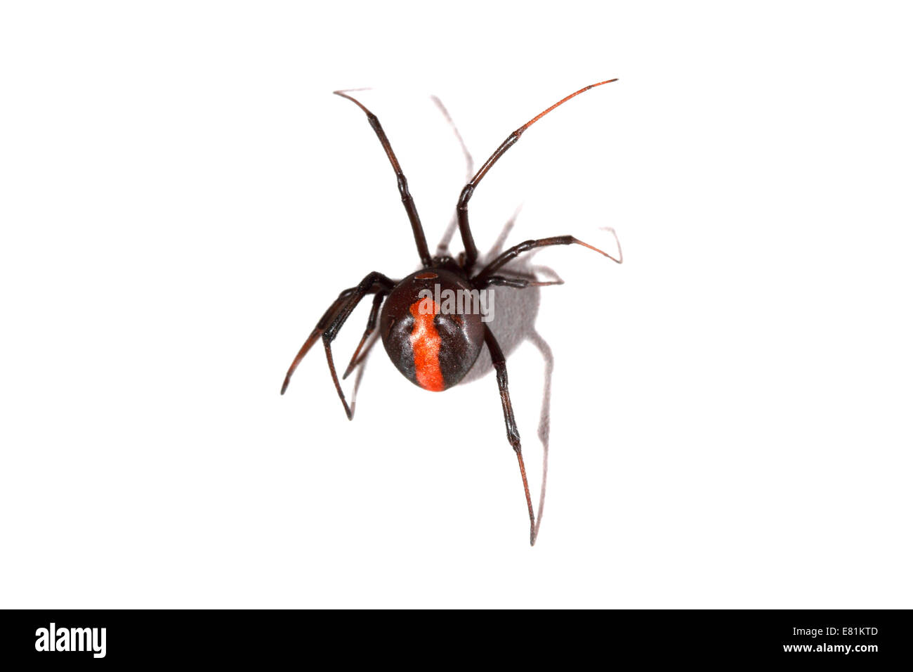 Redback Spider (Latrodectus hasselti Stock Photo - Alamy