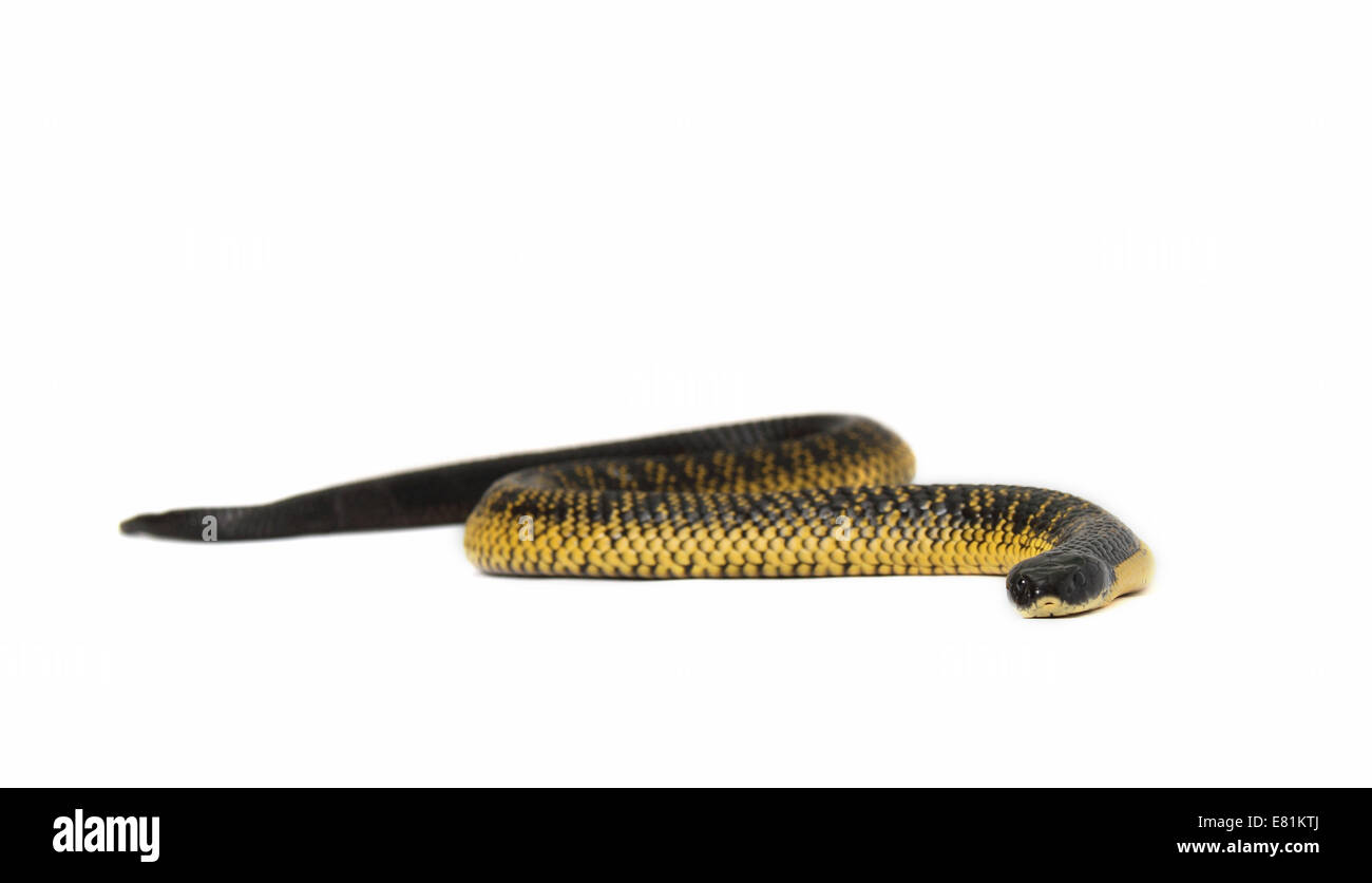 Tiger Snake (Notechis scutatus Stock Photo - Alamy