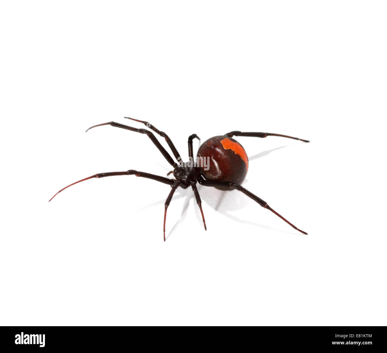 Redback Spider (Latrodectus hasselti Stock Photo - Alamy