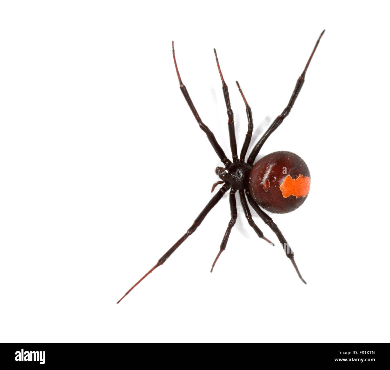 Australian redback spider hi-res stock photography and images - Alamy