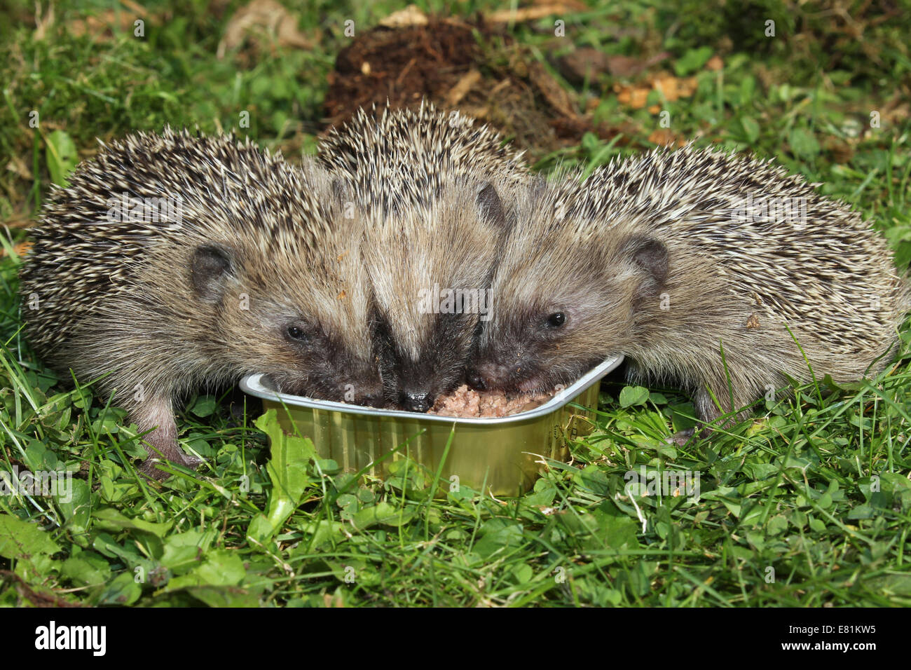Hedgehog feed hi-res stock photography and images - Alamy