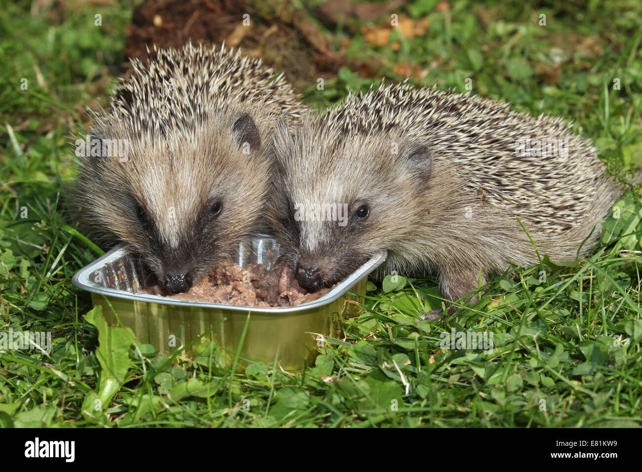 Hedgehog feed hi-res stock photography and images - Alamy